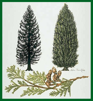 Cedar - The Canadian Encyclopedia