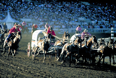 Chuckwagon Races - The Canadian Encyclopedia