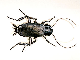 Cockroach - The Canadian Encyclopedia